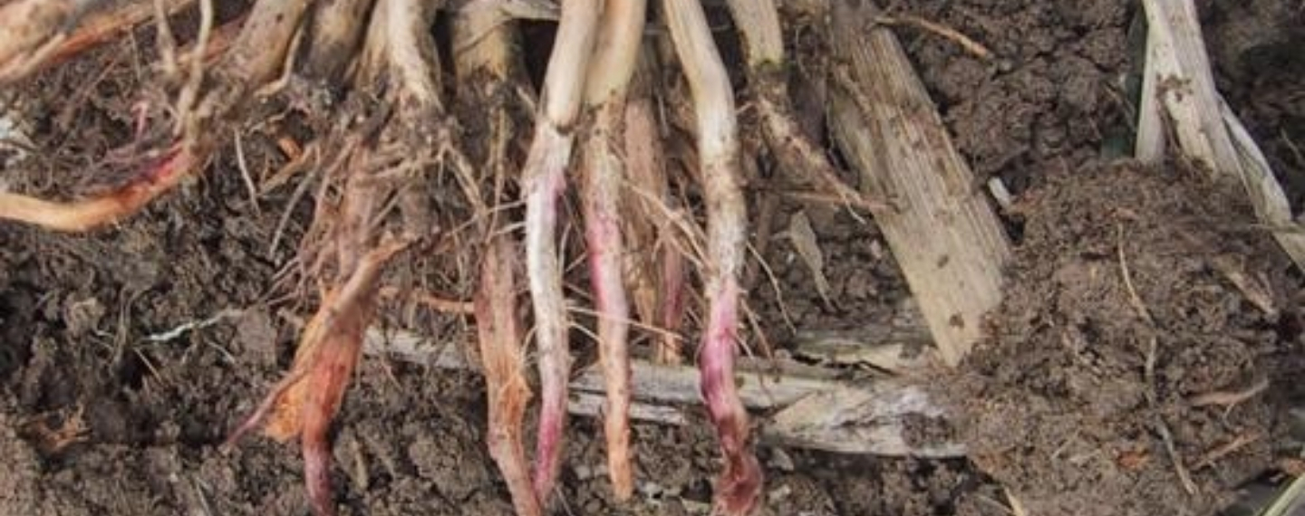 Agronomy Digest: Red Root Rot - Champion Seed