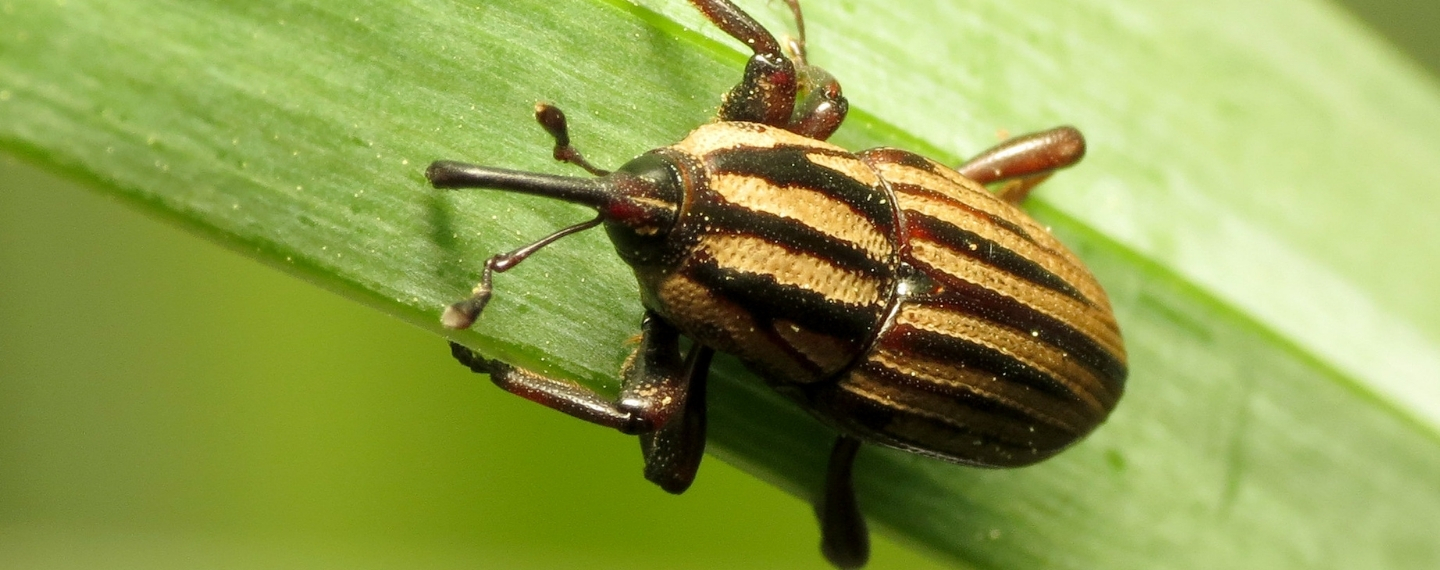 Agronomy Digest: Billbug - Champion Seed