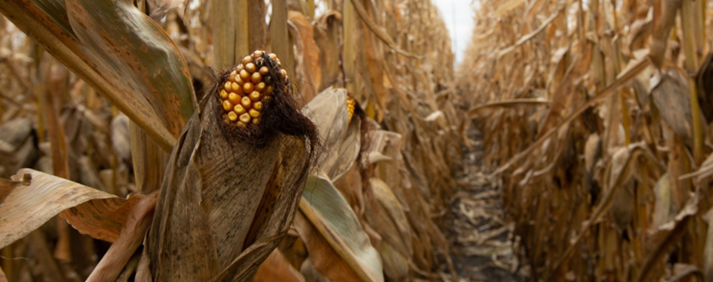 Corn Stalk Strength Among Highest Plant Breeding Priorities - Champion Seed