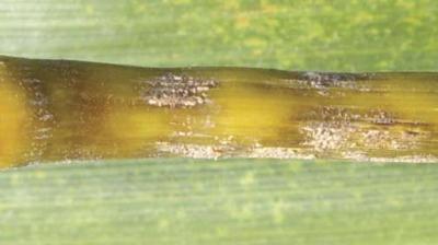 Agronomy Digest: Anthracnose Top Dieback - Champion Seed