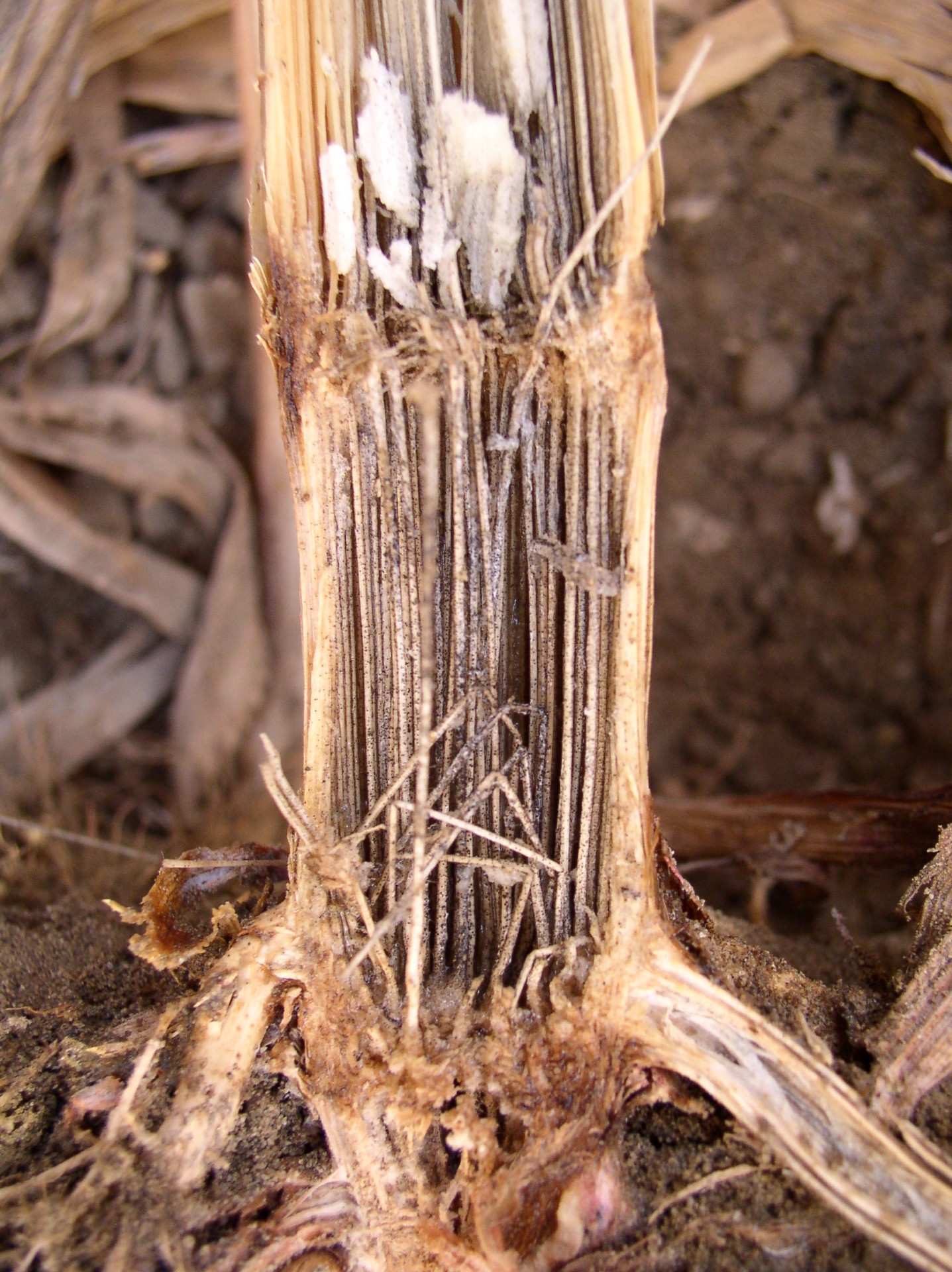 Agronomy Digest: Charcoal Rot - Champion Seed