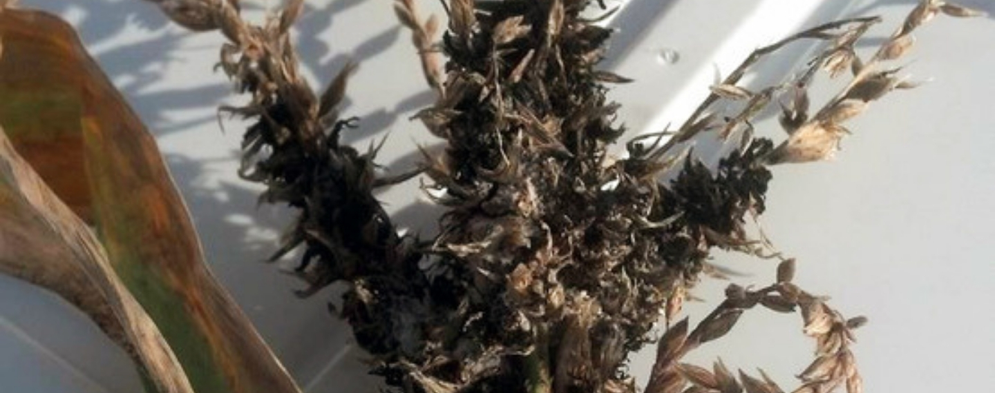 Agronomy Digest: Head Smut - Champion Seed