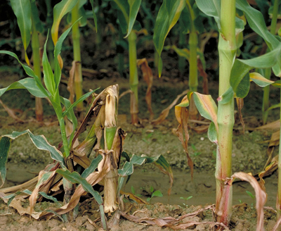 Agronomy Digest: Bacterial Stalk Rot - Champion Seed
