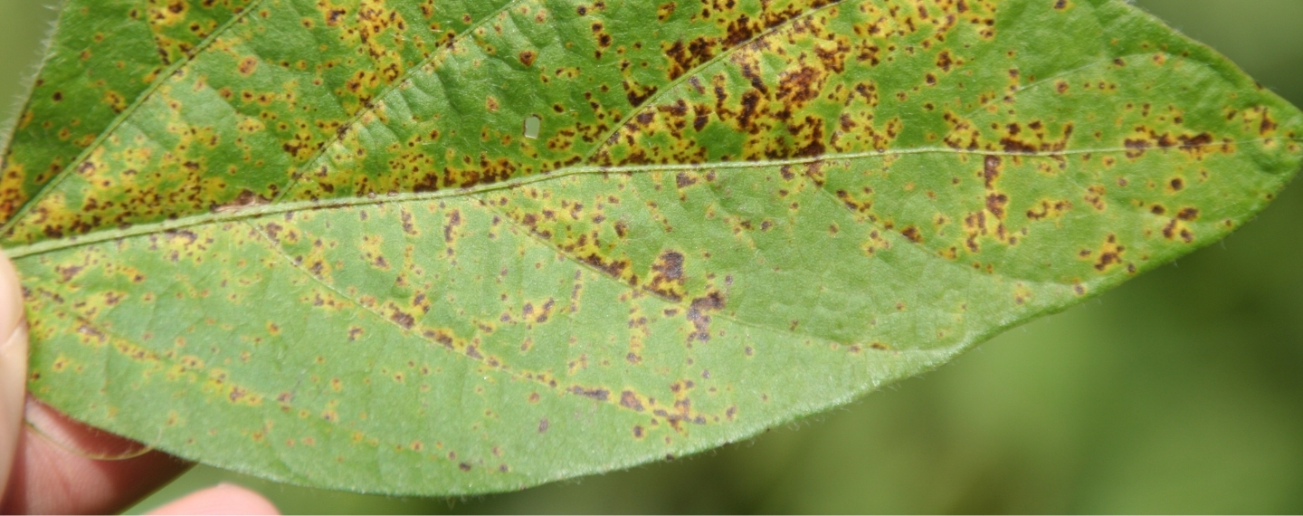 Agronomy Digest: Bacterial Pustule - Champion Seed