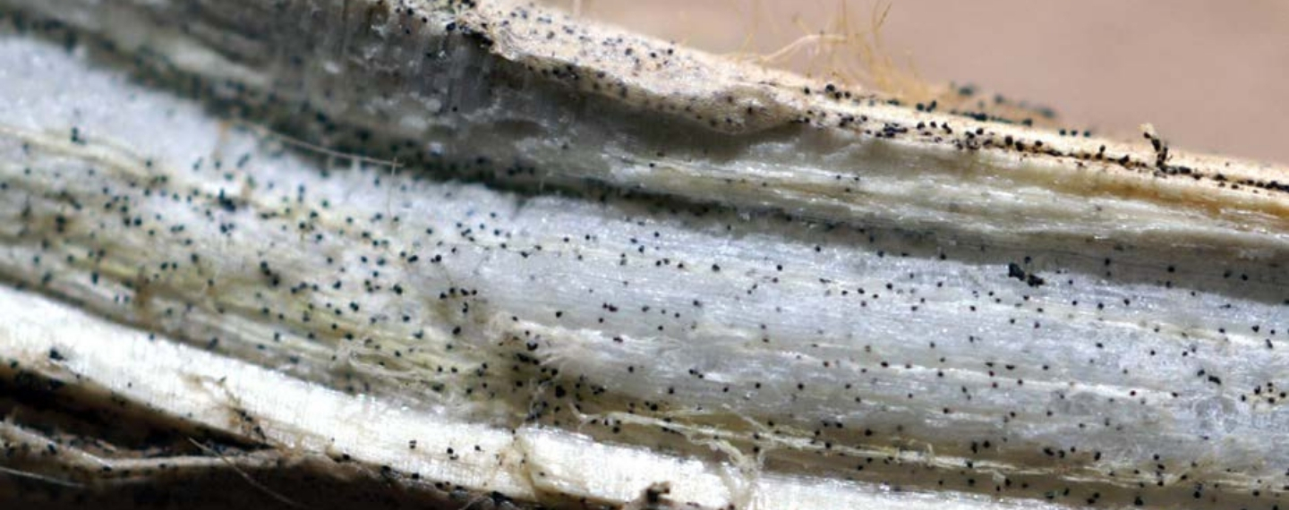 Agronomy Digest: Charcoal Rot - Champion Seed