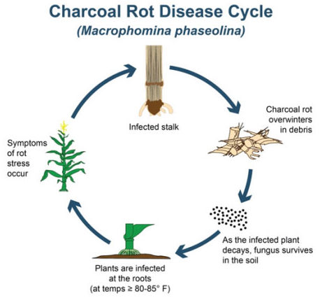 Agronomy Digest: Charcoal Rot - Champion Seed