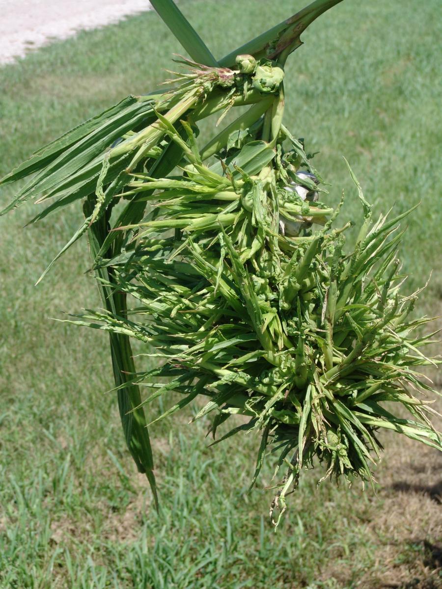 Agronomy Digest: Crazy Top - Champion Seed