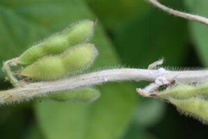 Agronomy Digest: White Mold - Champion Seed