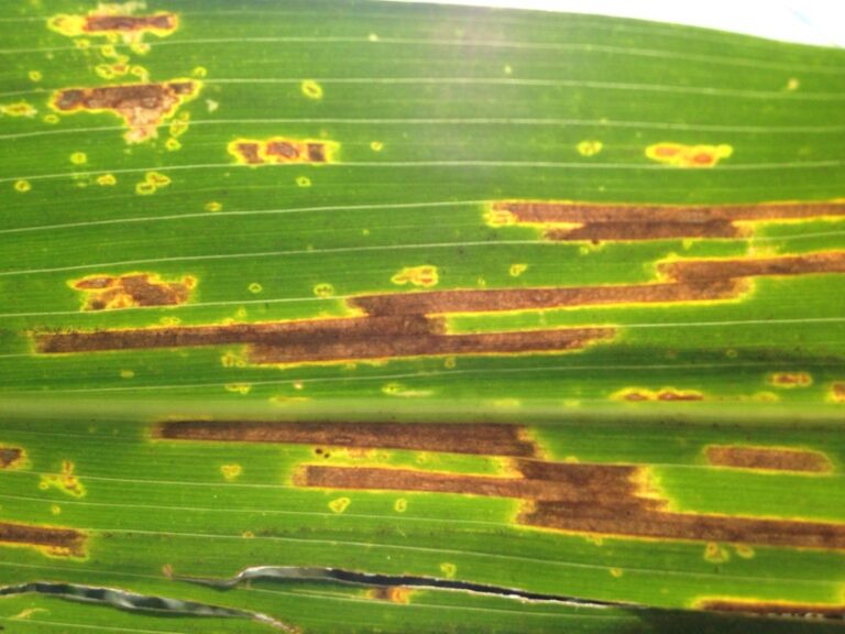 Agronomy Digest: Bacterial leaf streak - Champion Seed