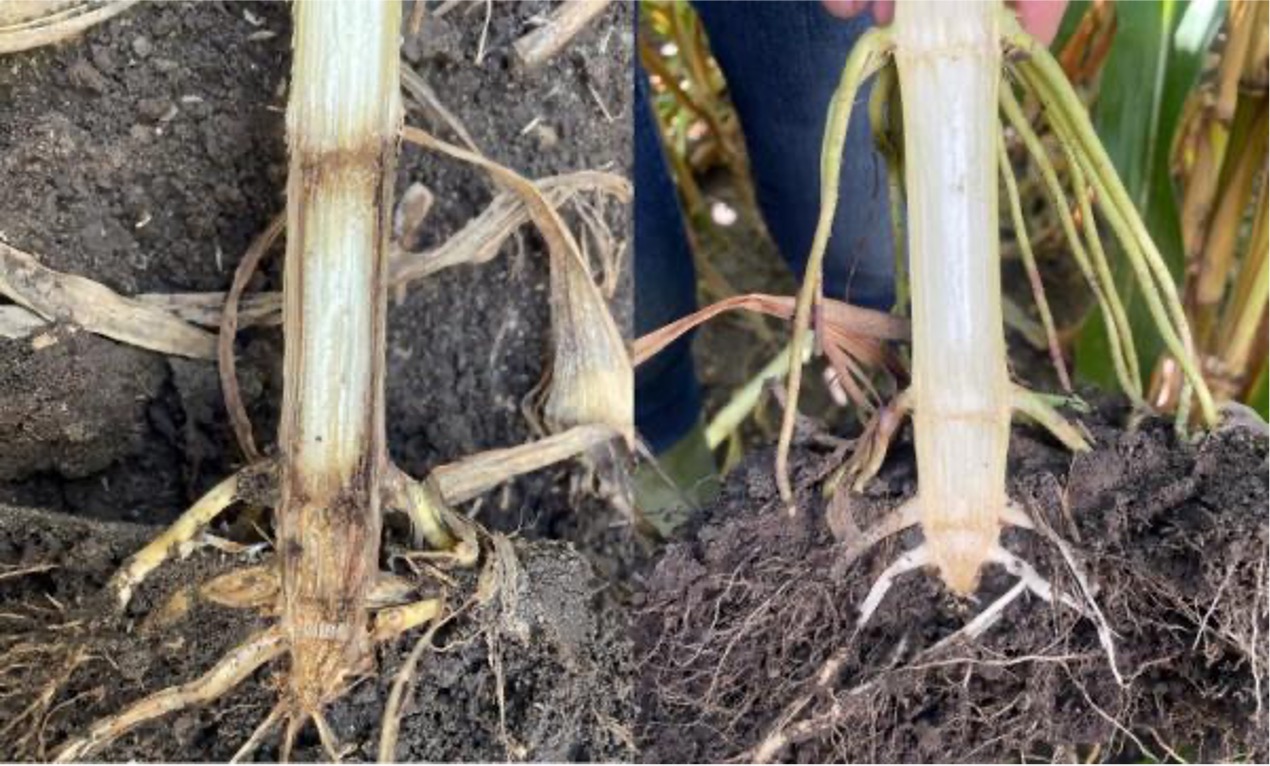Agronomy Digest: Crown rot - Champion Seed