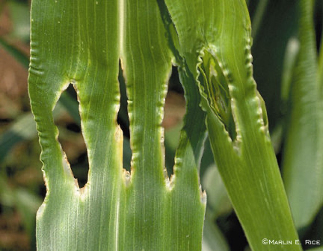 Agronomy Digest: Stink Bug Damage - Champion Seed