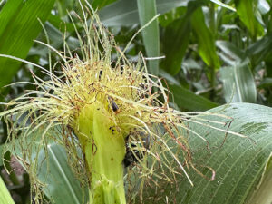 What You Need to Know to Protect Your Yield From Bt-resistant Corn ...